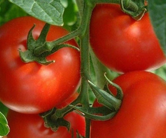 Manitoba Tomato Seeds – Wildrose Heritage Seed Company