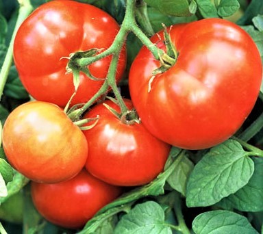 Siletz Tomato Seeds – Wildrose Heritage Seed Company