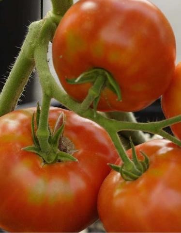 Siletz Tomato Seeds – Wildrose Heritage Seed Company
