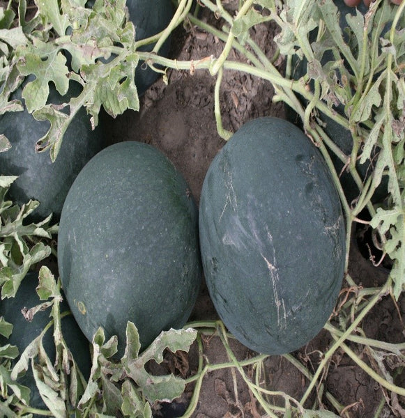 Blacktail Mountain Watermelon Seeds – Wildrose Heritage Seed Company