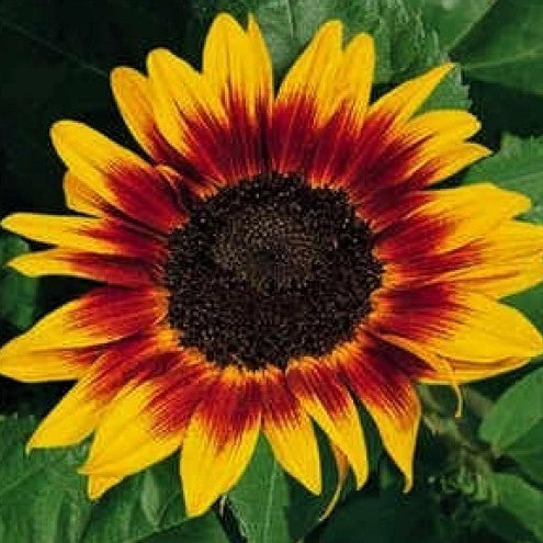 Ring of Fire Sunflower Heirloom Seeds – Wildrose Heritage Seed Company