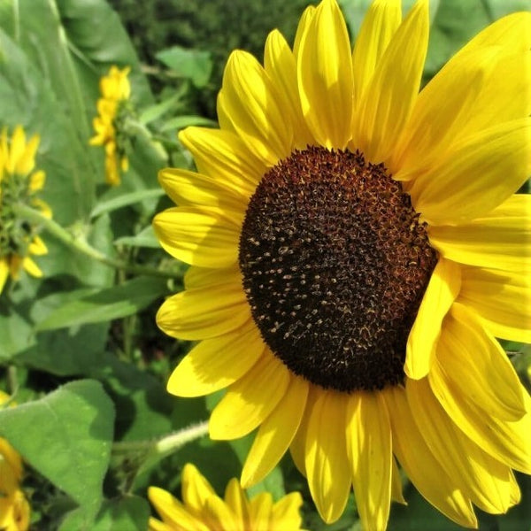 Yellow Multi-branch Wild Sunflower Heirloom Seeds – Wildrose Heritage ...