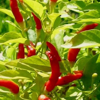 African Devil Hot Pepper Heirloom Seeds – Wildrose Heritage Seed Company