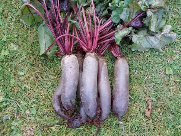 Cylindra Beet Seeds – Wildrose Heritage Seed Company
