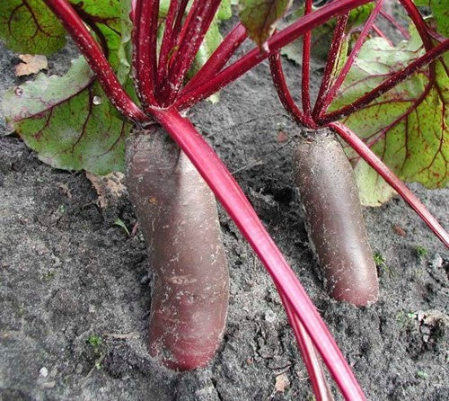 Cylindra Beet Seeds – Wildrose Heritage Seed Company