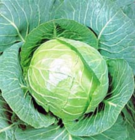 Golden Acre Cabbage Seeds – Wildrose Heritage Seed Company