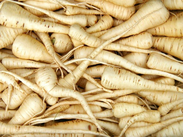 Harris Model Parsnip Seeds – Wildrose Heritage Seed Company