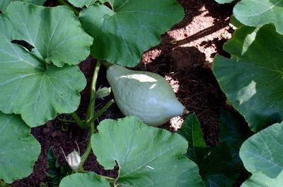 Blue Hubbard Squash Seeds – Wildrose Heritage Seed Company