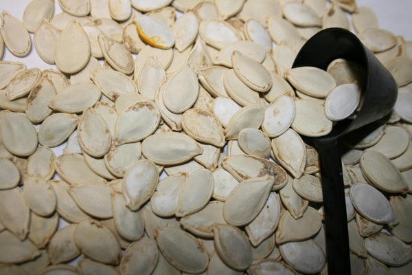 Blue Hubbard Squash Seeds – Wildrose Heritage Seed Company