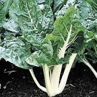 Lucullus Swiss Chard Seeds – Wildrose Heritage Seed Company