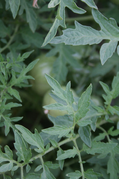 Silvery Fir Tomato Seeds – Wildrose Heritage Seed Company